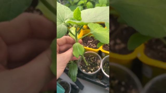 Видео-обзор на мою рассаду #садоводничество #цветы #рассада