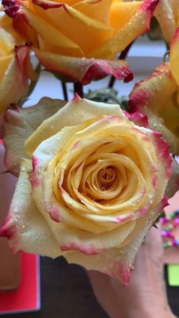 Желтые розы)