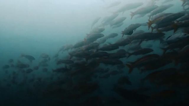 08. Galápagos Islands _ Cinematic Video