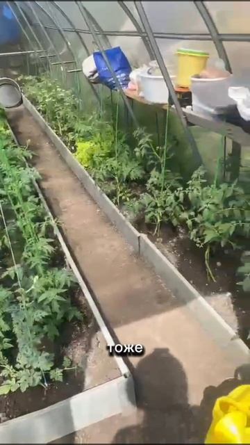 Теплица Дачная-Трёшка на даче с 2018 года.