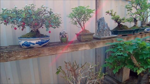 Бонсай начало лета цветение плодоношение музыка 2025 год