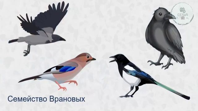 УРОКИ БИОЛОГИИ НА ТЕМУ ЭКСКУРСИЯ В ЗИМНИЙ ЕЛОВЫЙ ЛЕС ДЛЯ УЧЕНИКОВ И УЧИТЕЛЕЙ