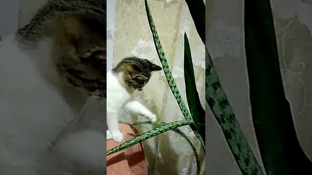 Любопытный котенок