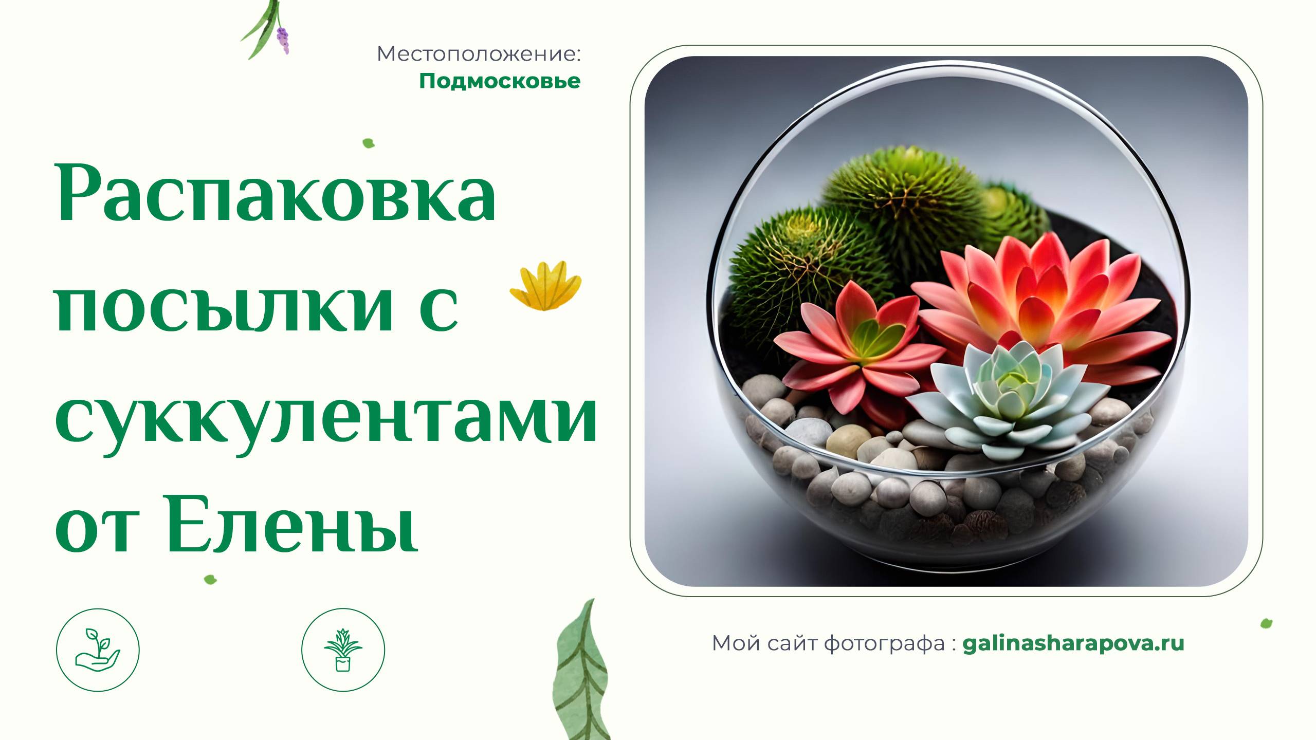 Распаковка посылки с суккулентами #3 от Елены, заказывала в основном эхеверии