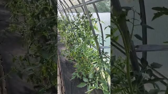 Теплица на даче спустя 10 лет эксплуатации. Дачная-2Дум