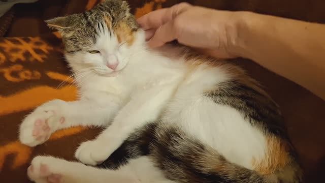 Четвертая неделя дома / Приручение дикой кошки Феши / Как это было