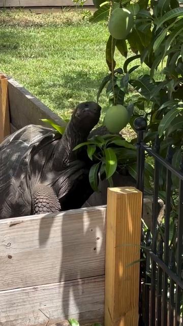 Еда созрела