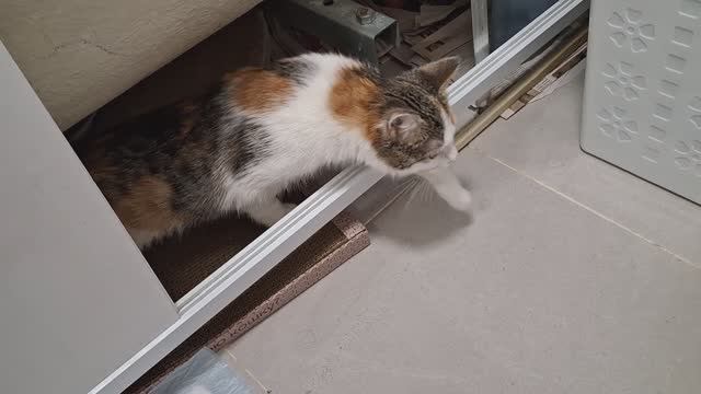 Первые две недели дома / Приручение дикой кошки Феши / Как это было