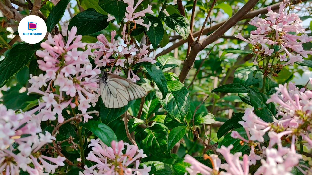 Сибирские летние мгновения