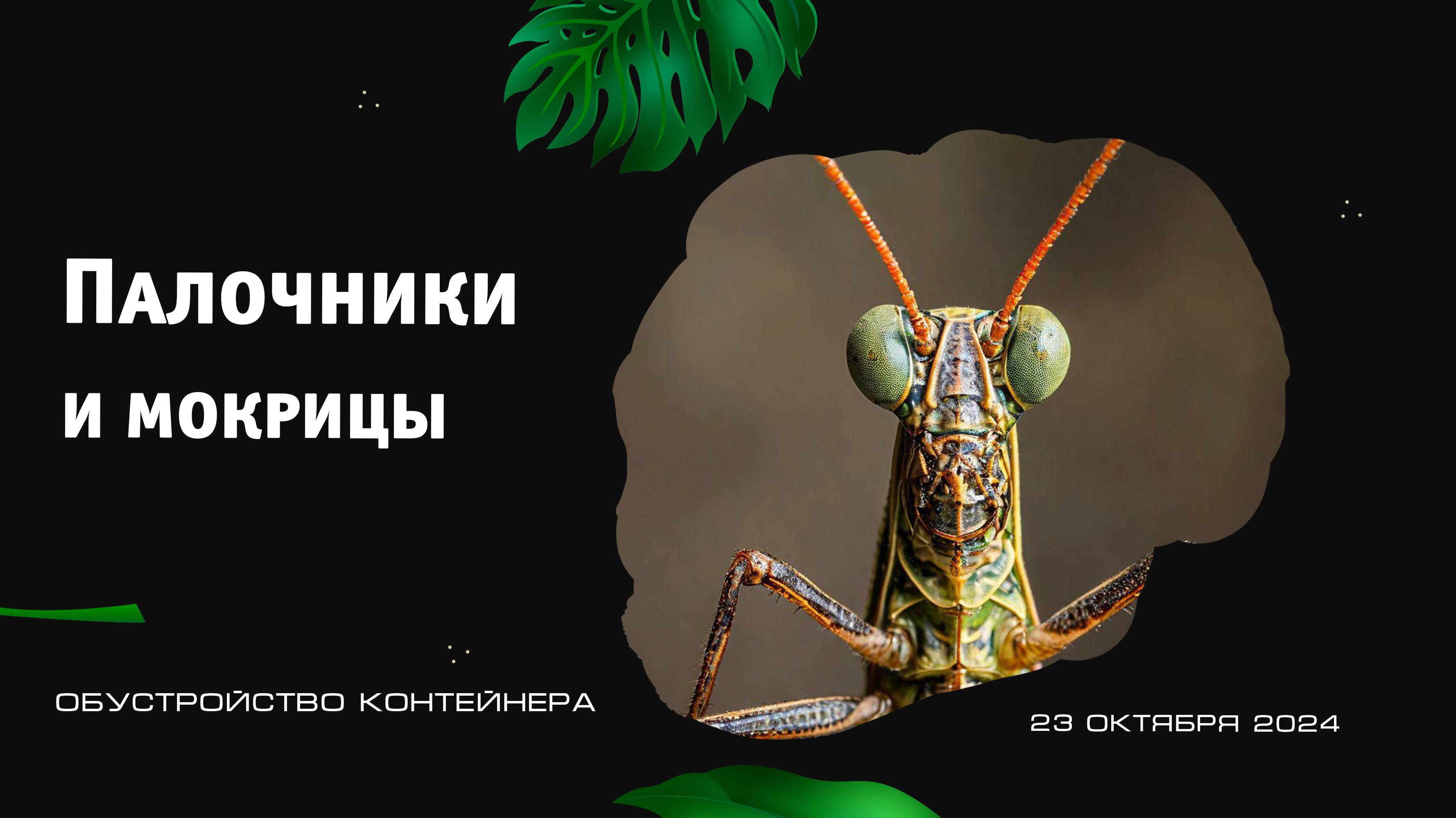 Обустройство контейнера для палочников и мокриц. Инсектарий.