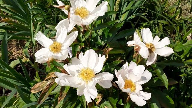 пион сеянец №25