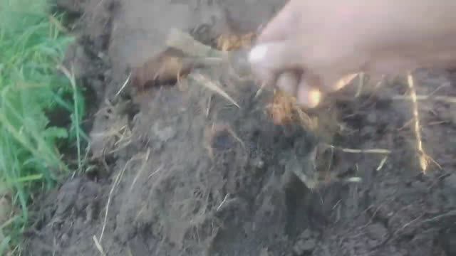 Ленивая грядка (делай два)