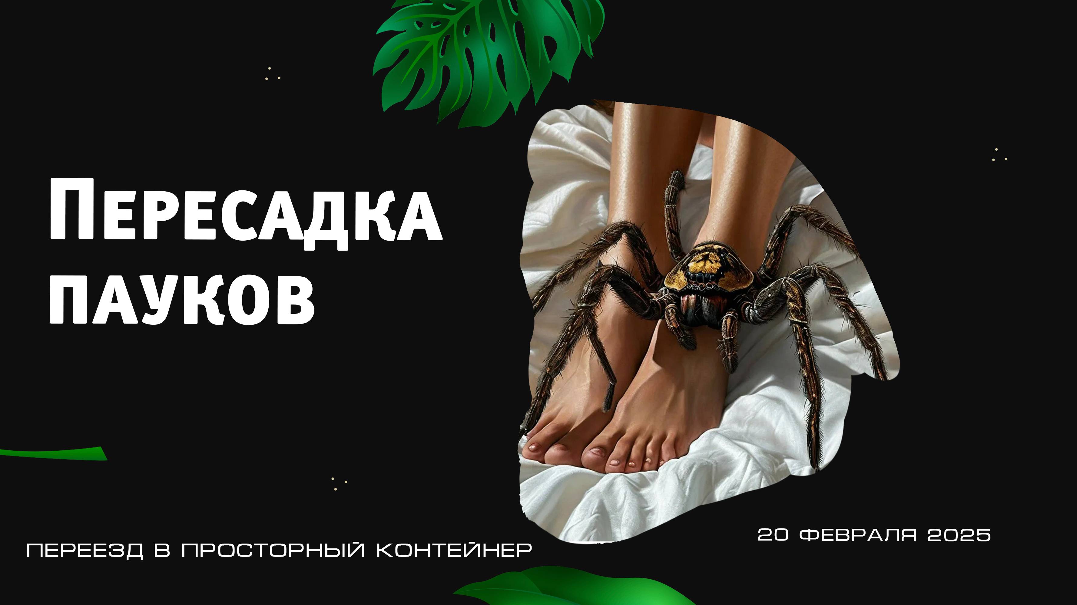 Пересадка двух пауков: Никарагуа и Парахибана