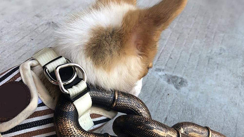 Обзор цепей для собак и кошек.