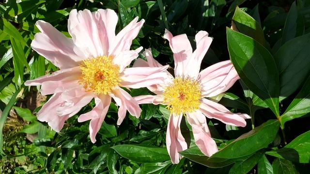 пион сеянец №7