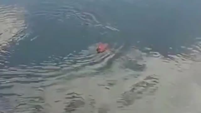 Сомик канальный на печень .