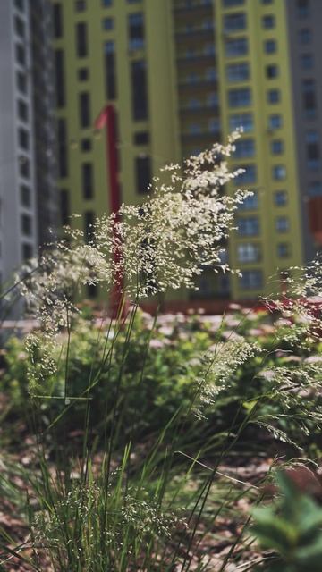 Озеленение в Инстеп.Сити