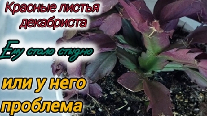 Что делать, если у декабриста покраснели листья