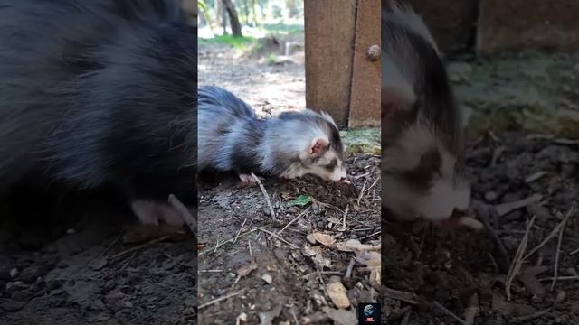 Хорьки — домашние комочки энергии и обаяния. Эти забавные пушистики