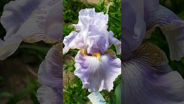 ирис СЕНЕЖ (Vlasova' 2025)