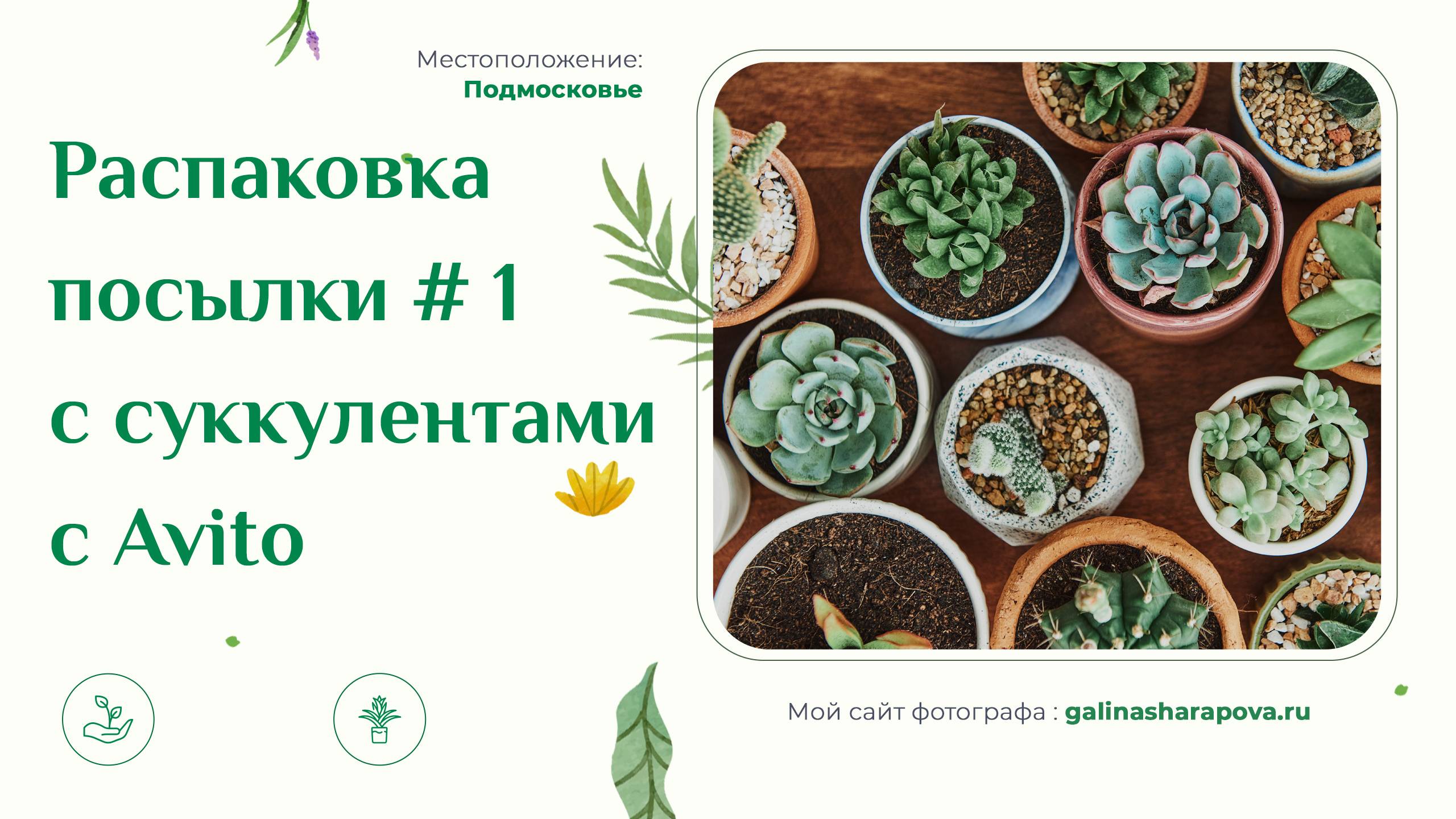 Распаковка посылки #1 с суккулентами от коллекционера с Авито