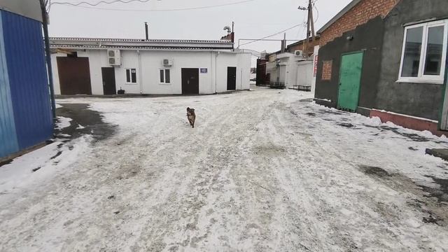 Собака, рынок