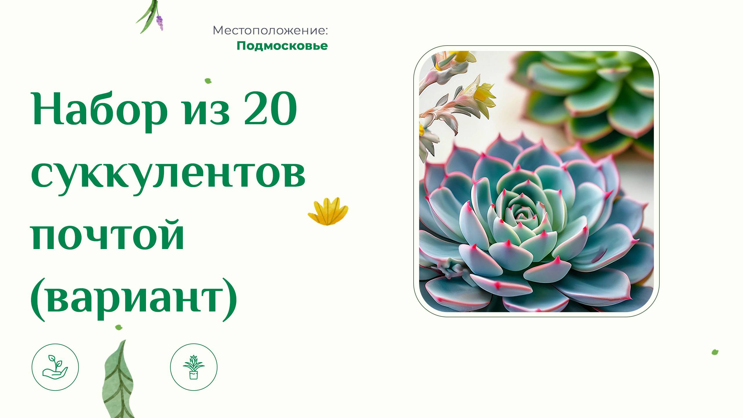 Набор суккулентов для самостоятельного укоренения,20 разных видов. Продажа излишков личной коллекции