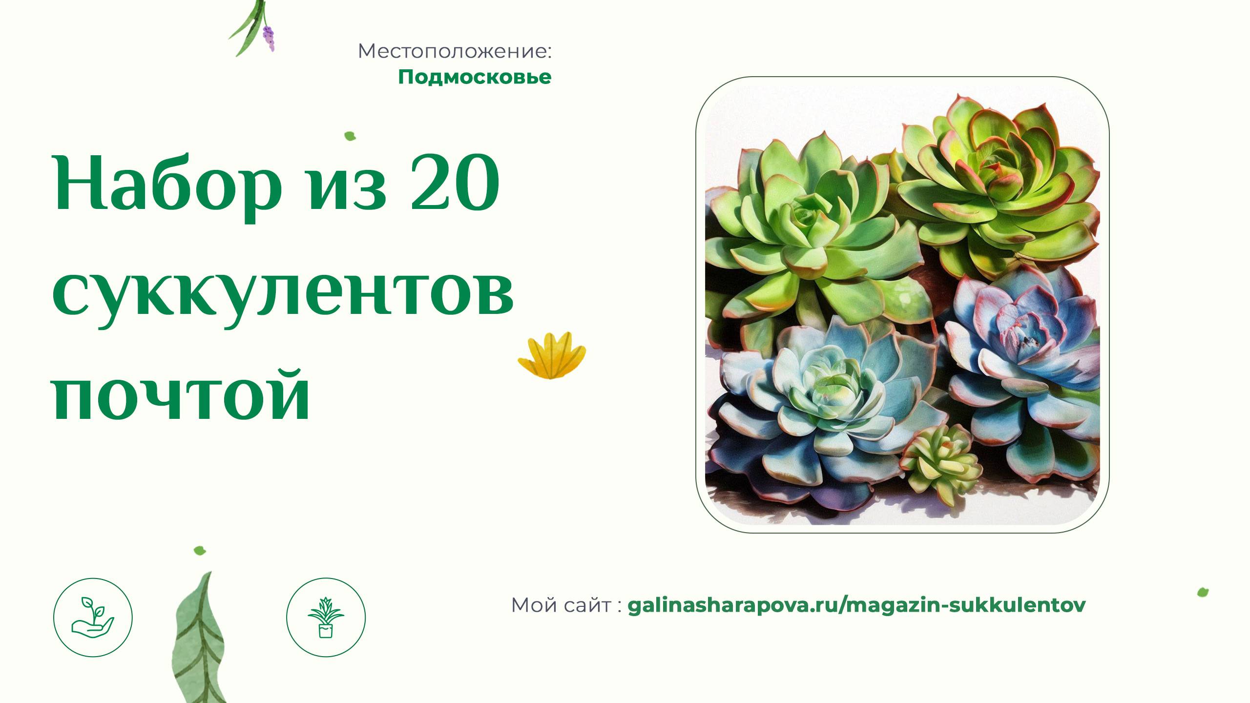 Набор суккулентов. Продажа. Март 2024. Можно заказать подобный.