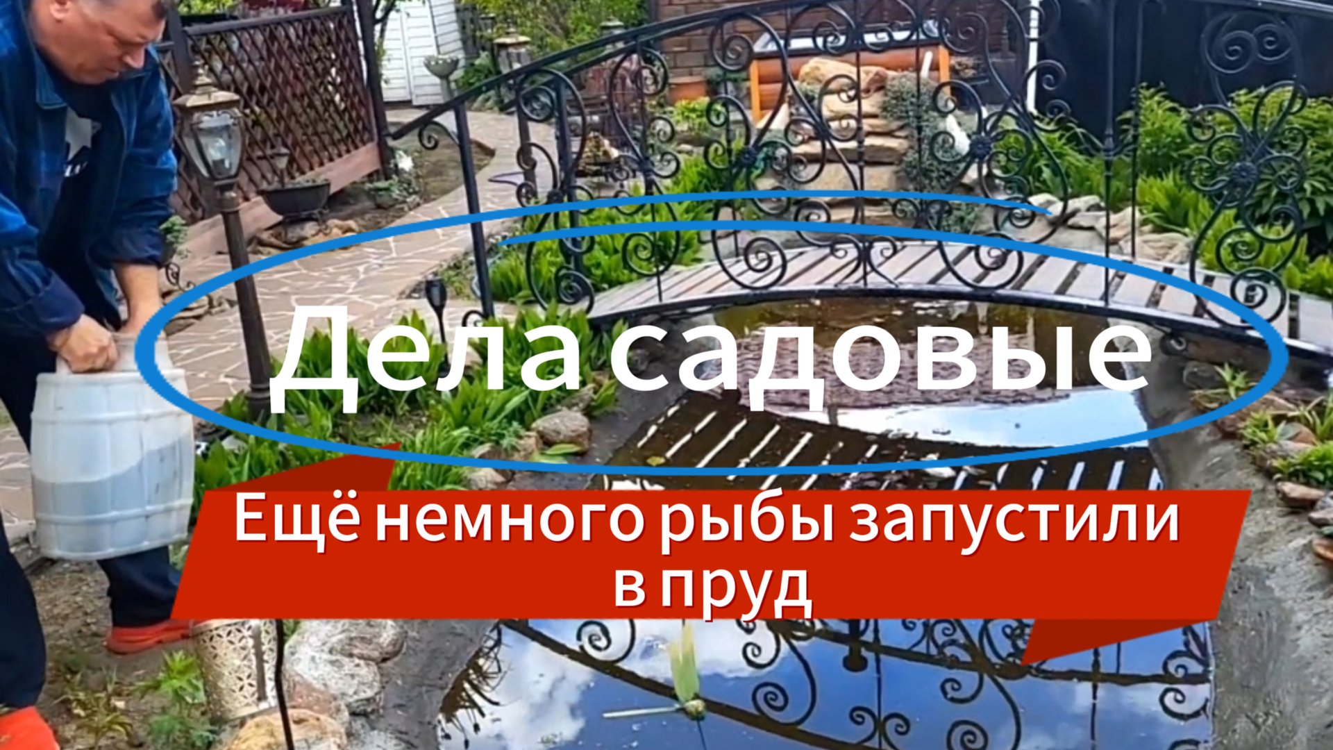 Наши садовые будни. Ещё рыбку запустили в пруд.