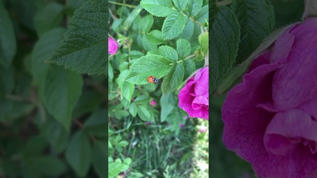 Здравствуй, Лето!