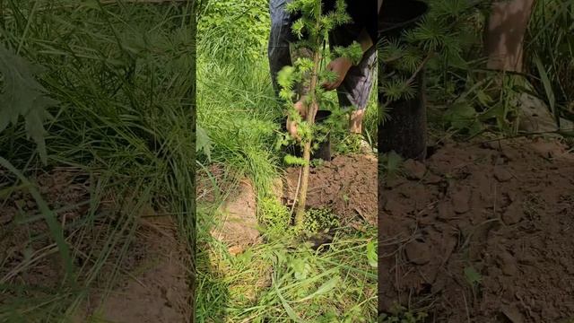 Как я сажал лиственницу в лес