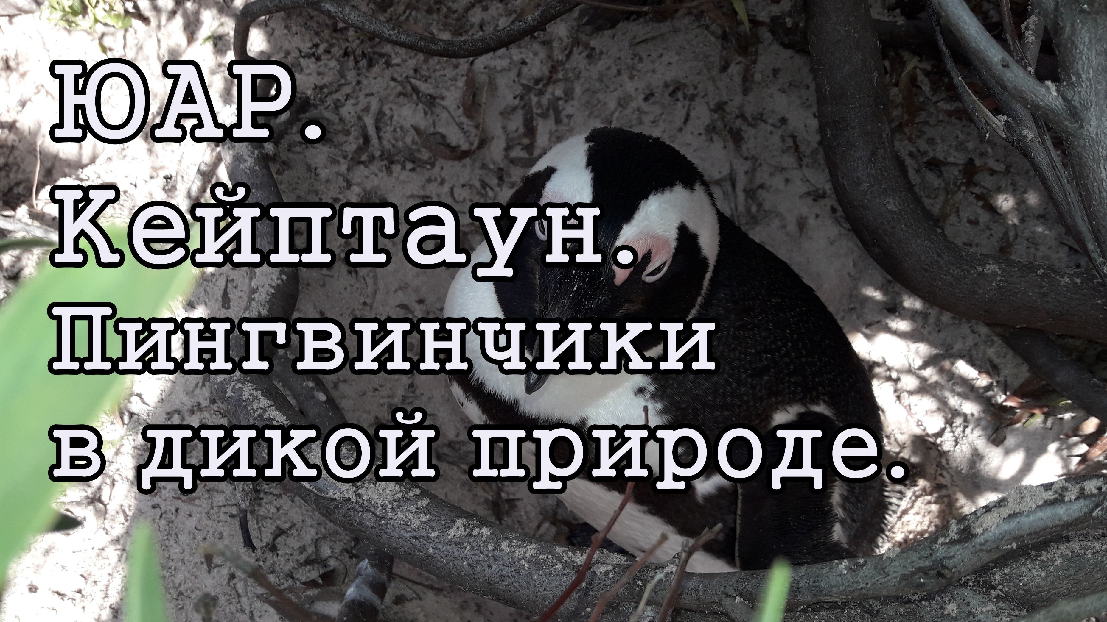 ЮАР