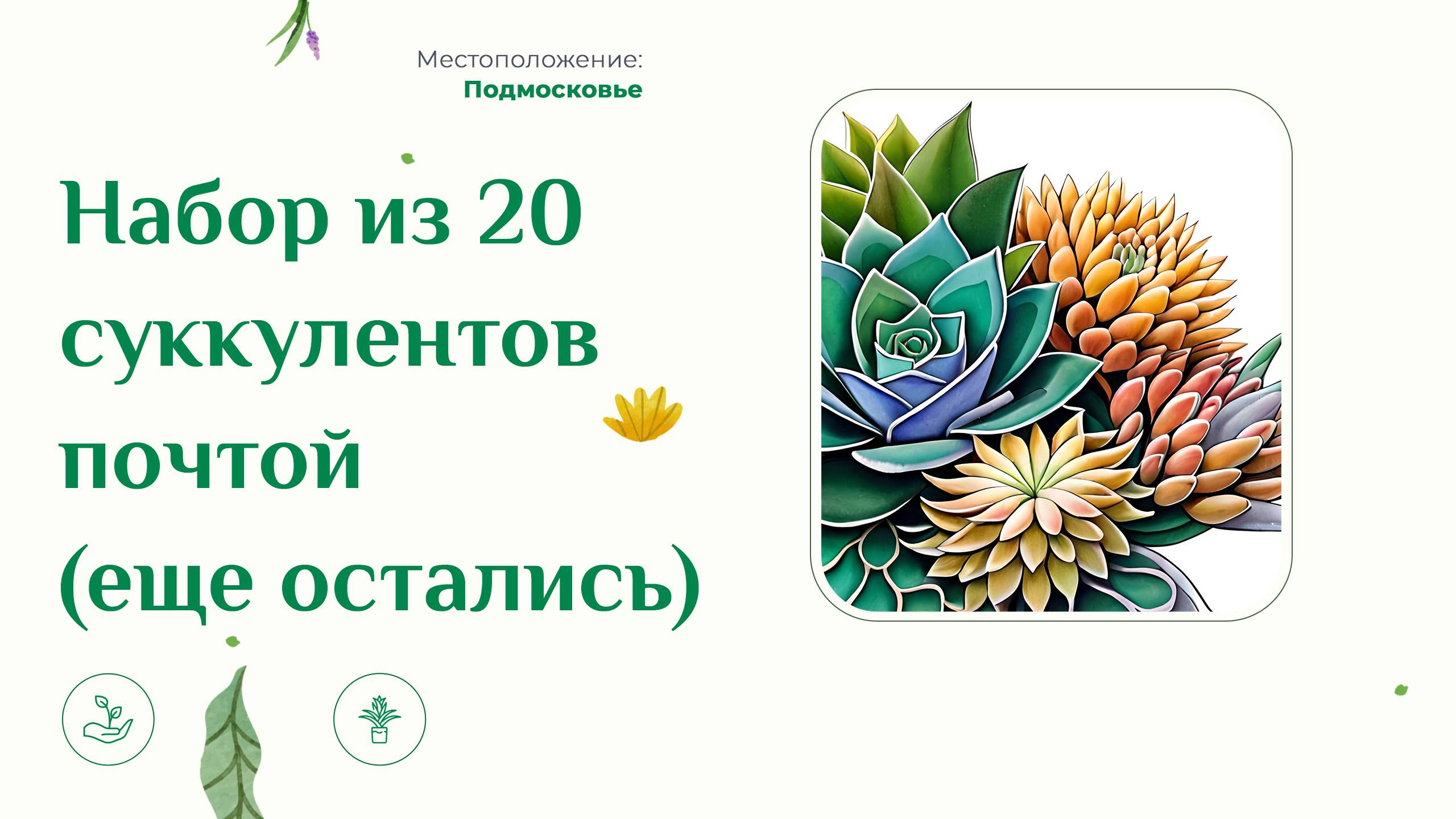Набор черенков суккулентов для самостоятельного укоренения для новичков.
