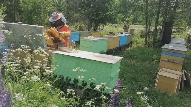 Работа на пасеке, контроль отводков на свищевых  маточниках и семей со старыми матками
