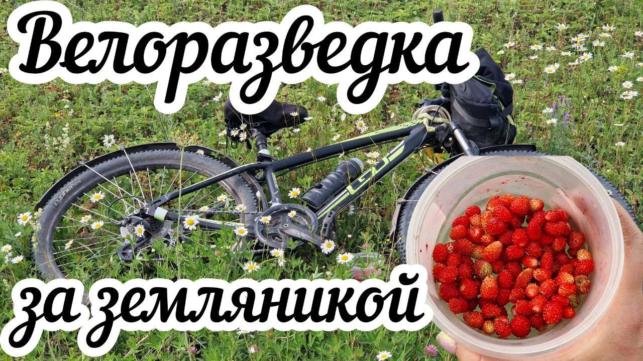 Велоразведка за земляникой 🍓🚴🏻 Ёж и мышонок у меня в гостях 🦔🐭