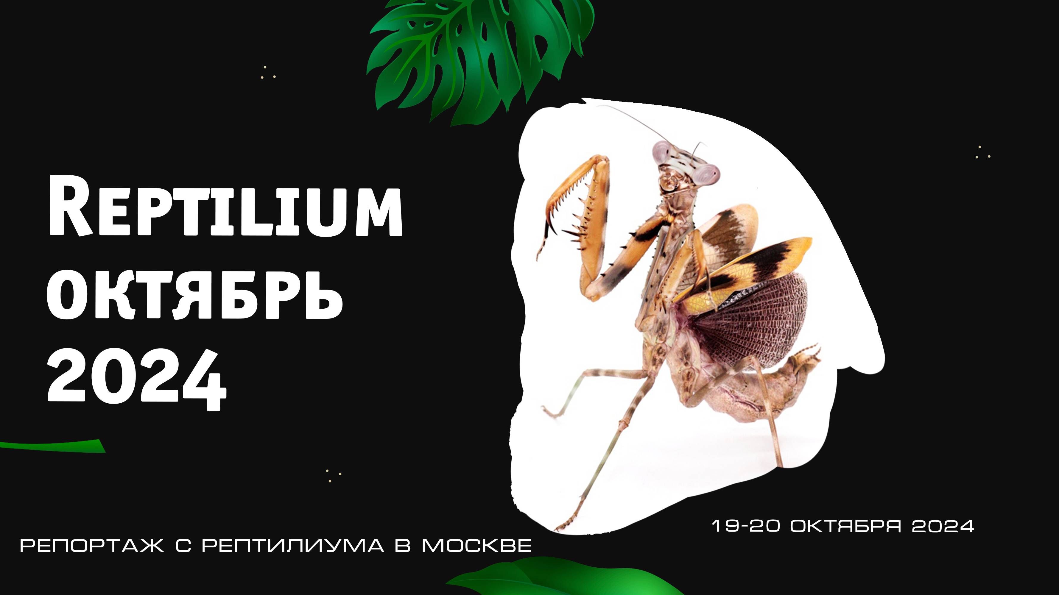 REPTILIUM Москва октябрь 2024. В конце покажу, что купили.