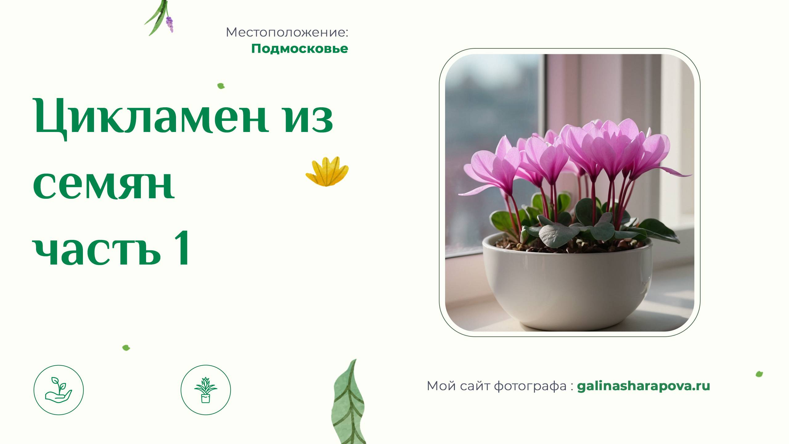 Цикламен из семян. Что выросло из семечки через 1 мес и 10 дней после посева