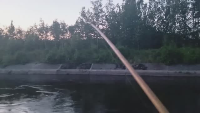 Сом возвращается домой .