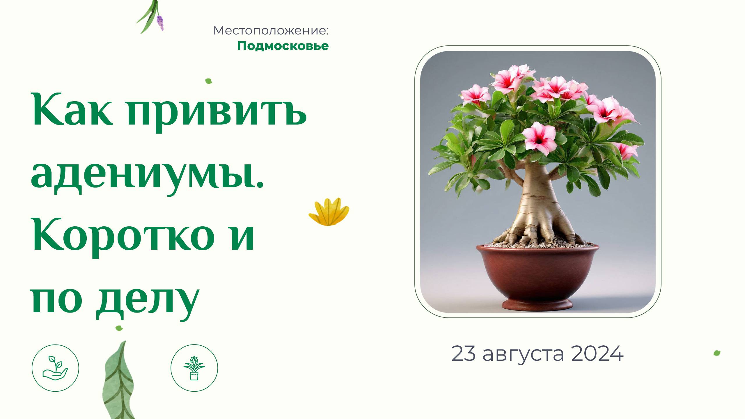 Коротко как прививать адениумы, только по существу. Прививка флэт адениум.
