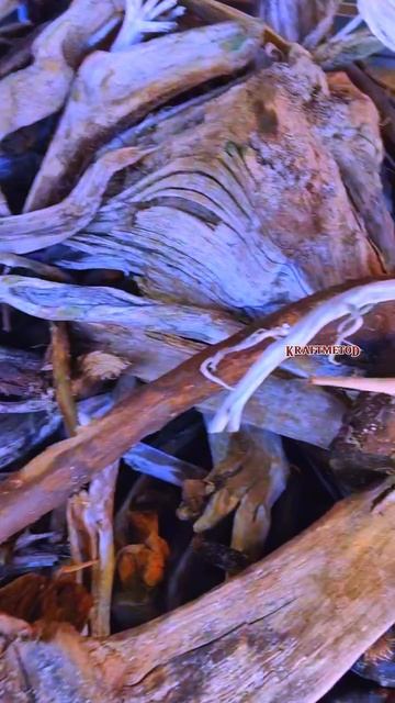 Коряги большие и маленькие KRAFT METOD shorts