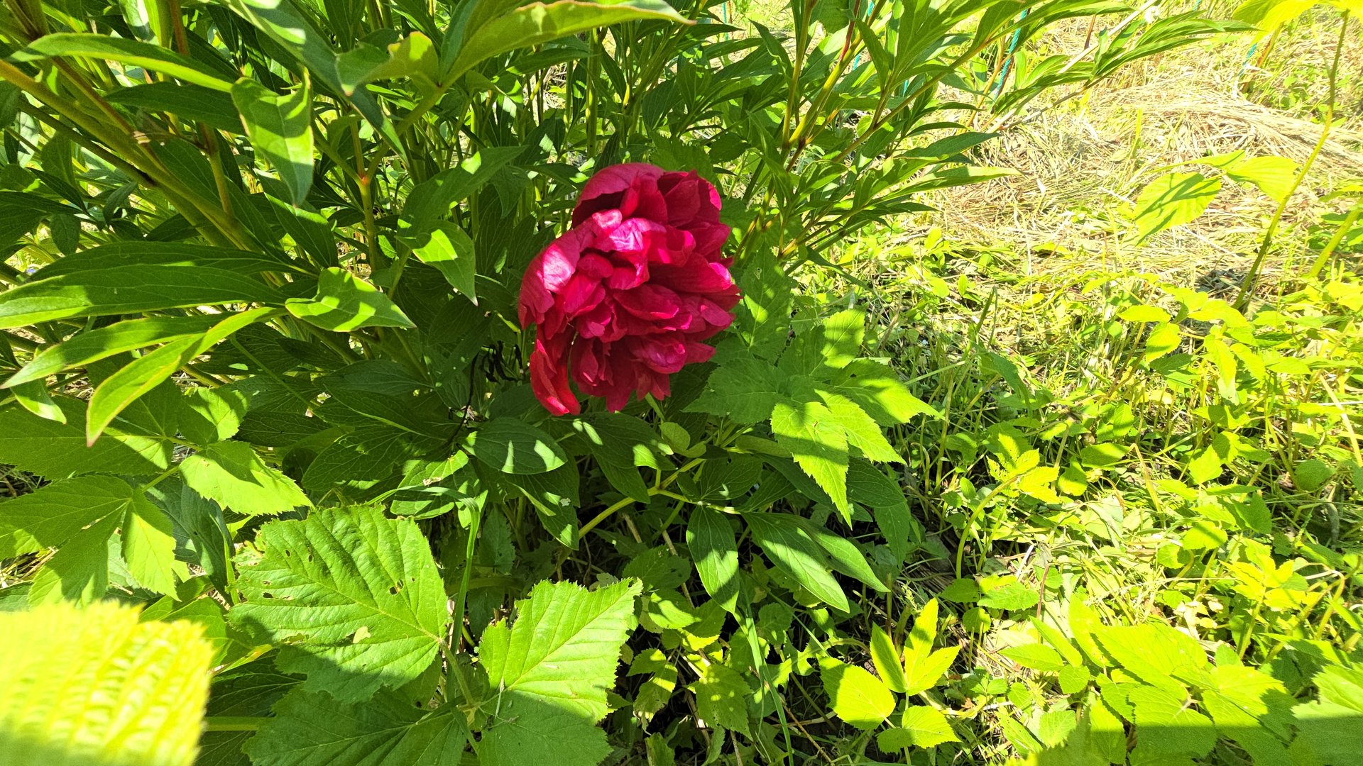 16-06-2025 Рыбалка накрылась // Остались без машины // Выходные на даче.