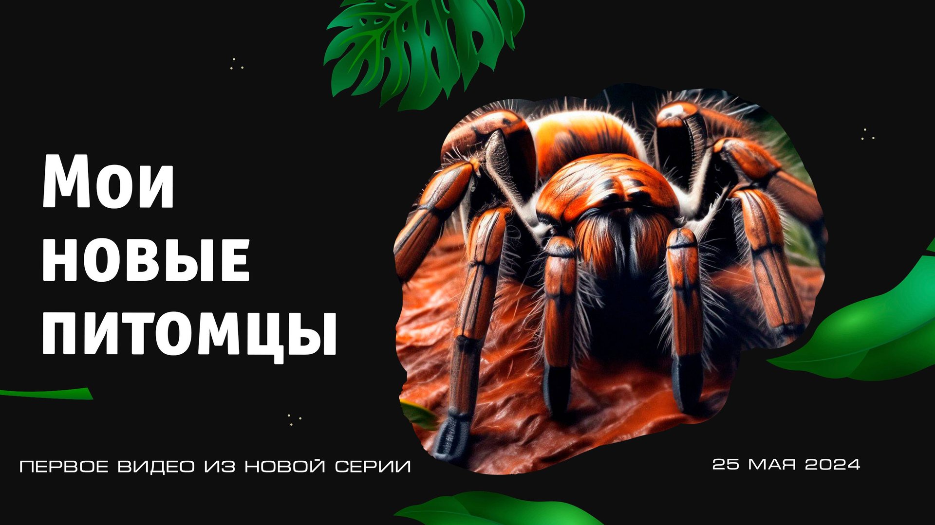 Показываю новых питомцев: пауки птицееды брахипельма хамори и ласиодора парахибана l1 и l2