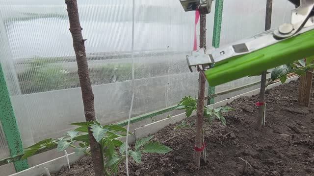 Томаты подвязала тапенером, обработала капусту от вредителей