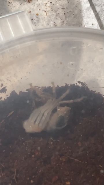 Паук линяет. Брахипельма хамори, стал л3. Ускорено в 20 раз #spider #hamori