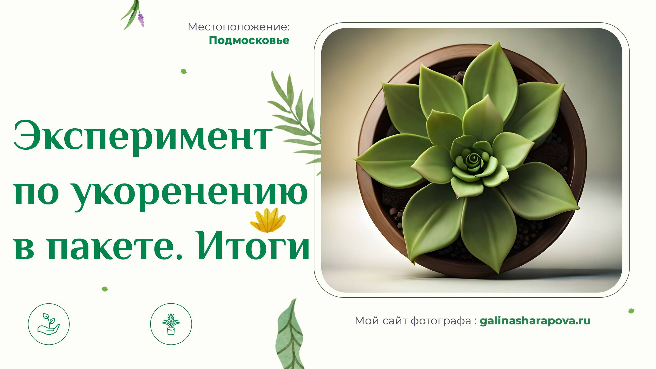 Укоренение суккулентов листом в пакете. Результаты эксперимента. Эхеверии.