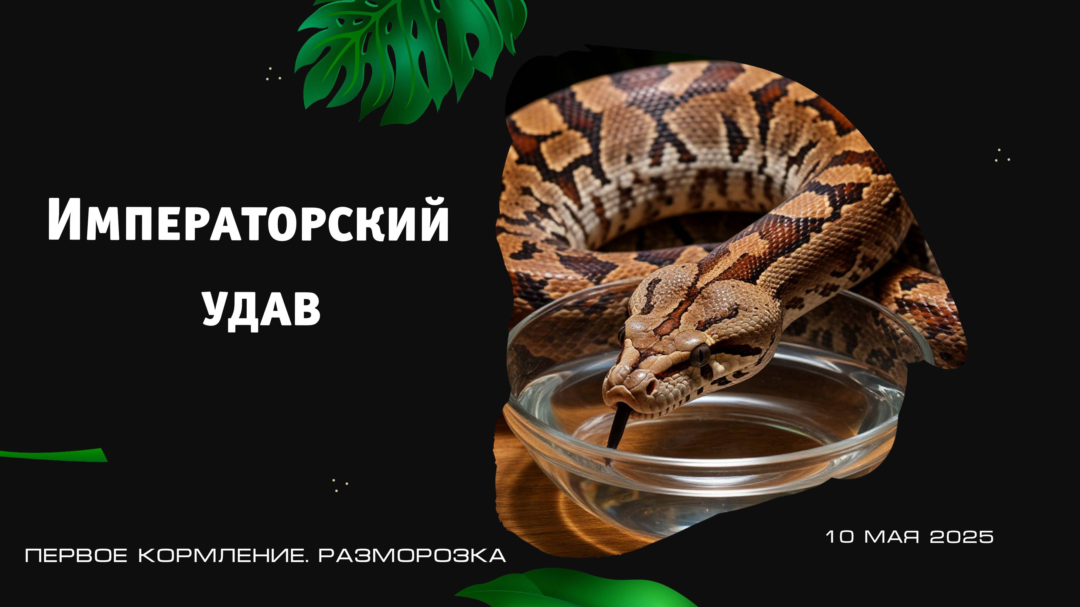 Первое кормление императорского удава малька. Boa constrictor imperator feeding