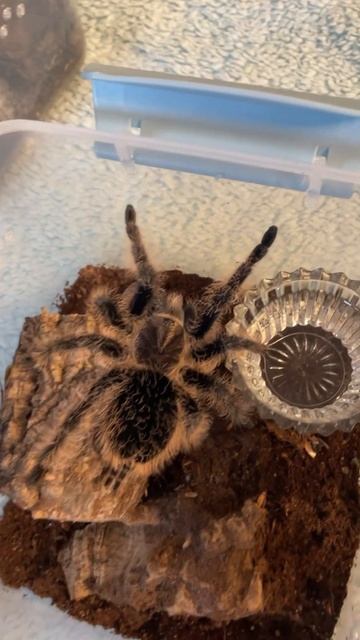 Кормление пауков птицеедов #exotic #spider #tarantula #птицеед #паукптицеед