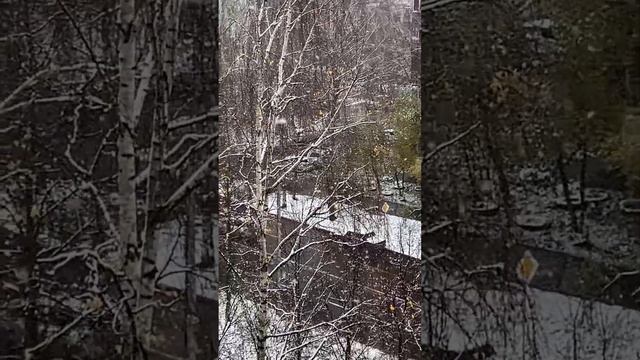 Первый снег 1.11.2024