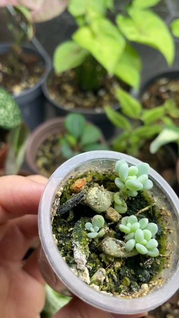 Эхеверия Амоэна. Выращиваю из листа прогресс за 4 месяца. #succulents #суккуленты