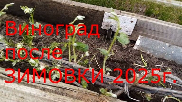 Виноград после зимовки 2025 г. открытый грунт.